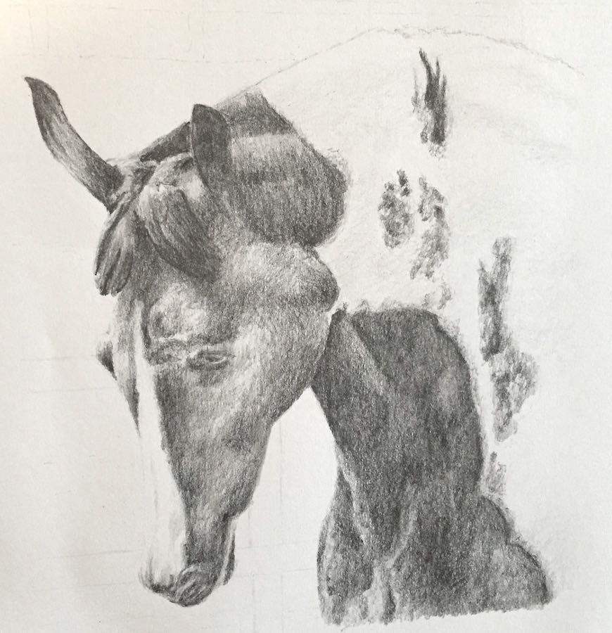 Another Horse Sketch – Ian Hedley Art
